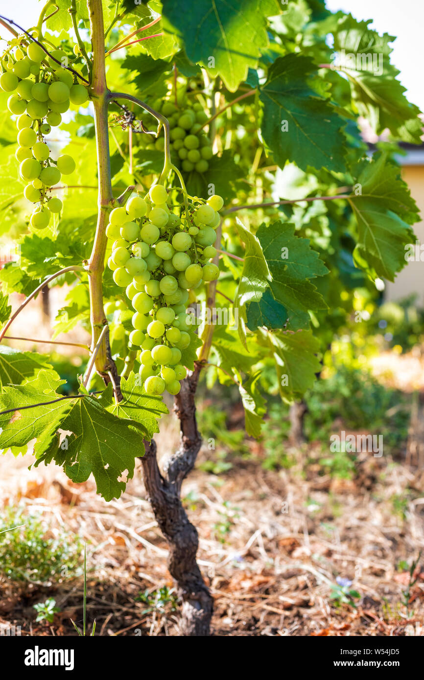 Close-up of a bunch of unripe grapes in an organic vineyard ...