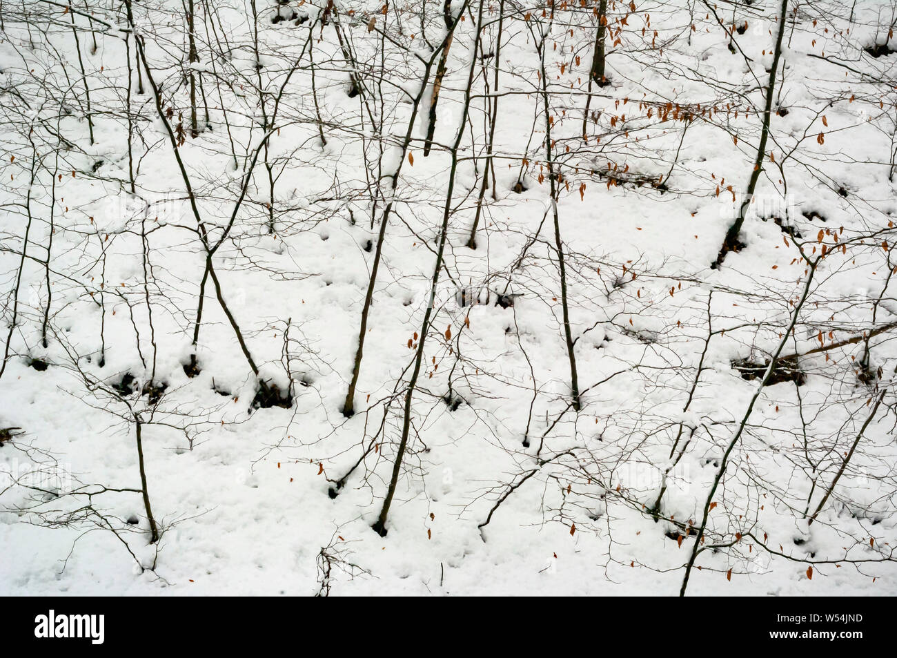 Winter Scene in Cobnar Wood within Graves Park, Sheffield, with a semi ...