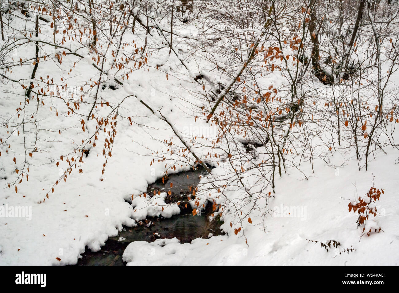 Winter Scene in Cobnar Wood within Graves Park, Sheffield, with a semi ...