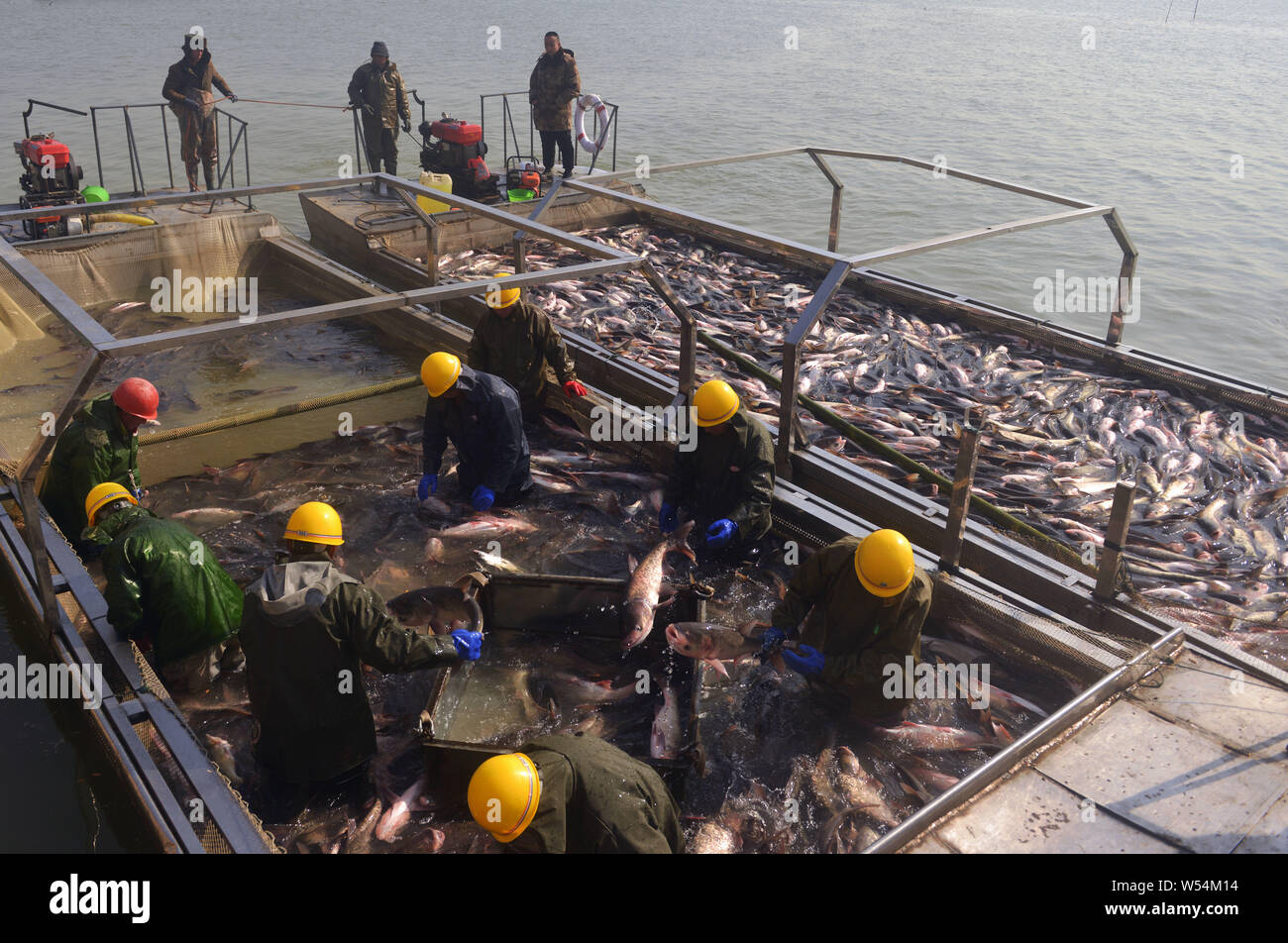 Harvest fish hi-res stock photography and images - Alamy