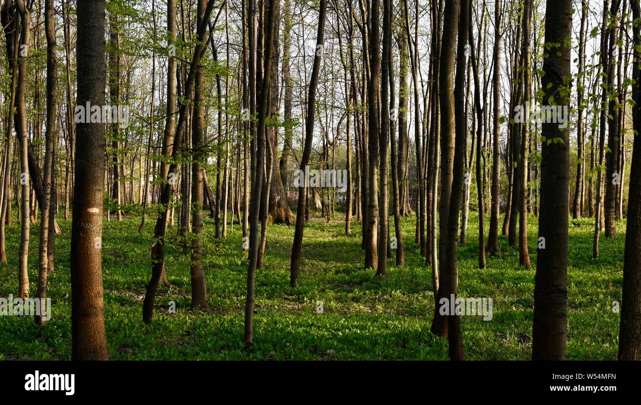 Young trees in a small forest Stock Photo - Alamy