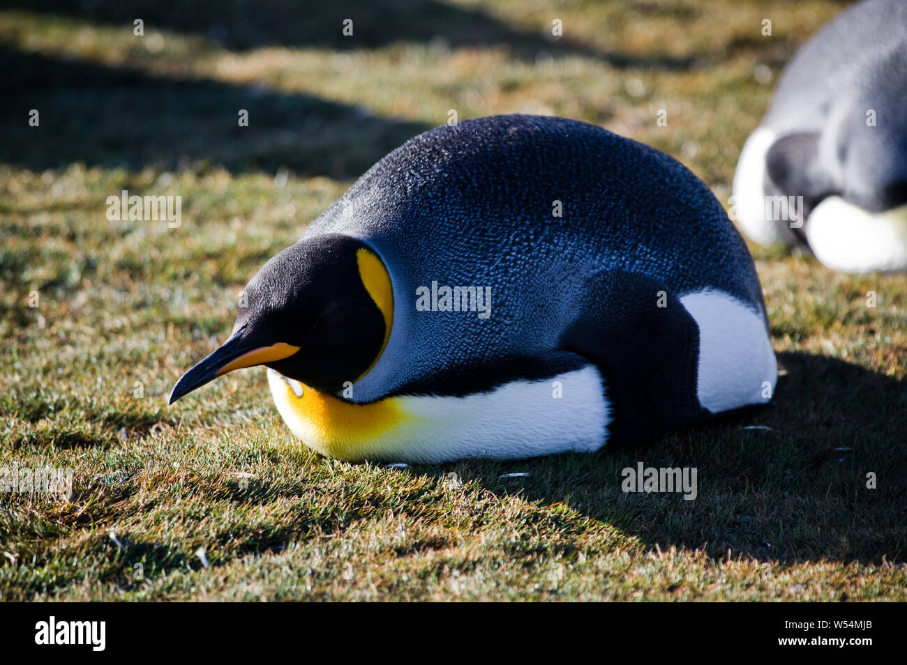 Penguin lying down hi-res stock photography and images - Alamy