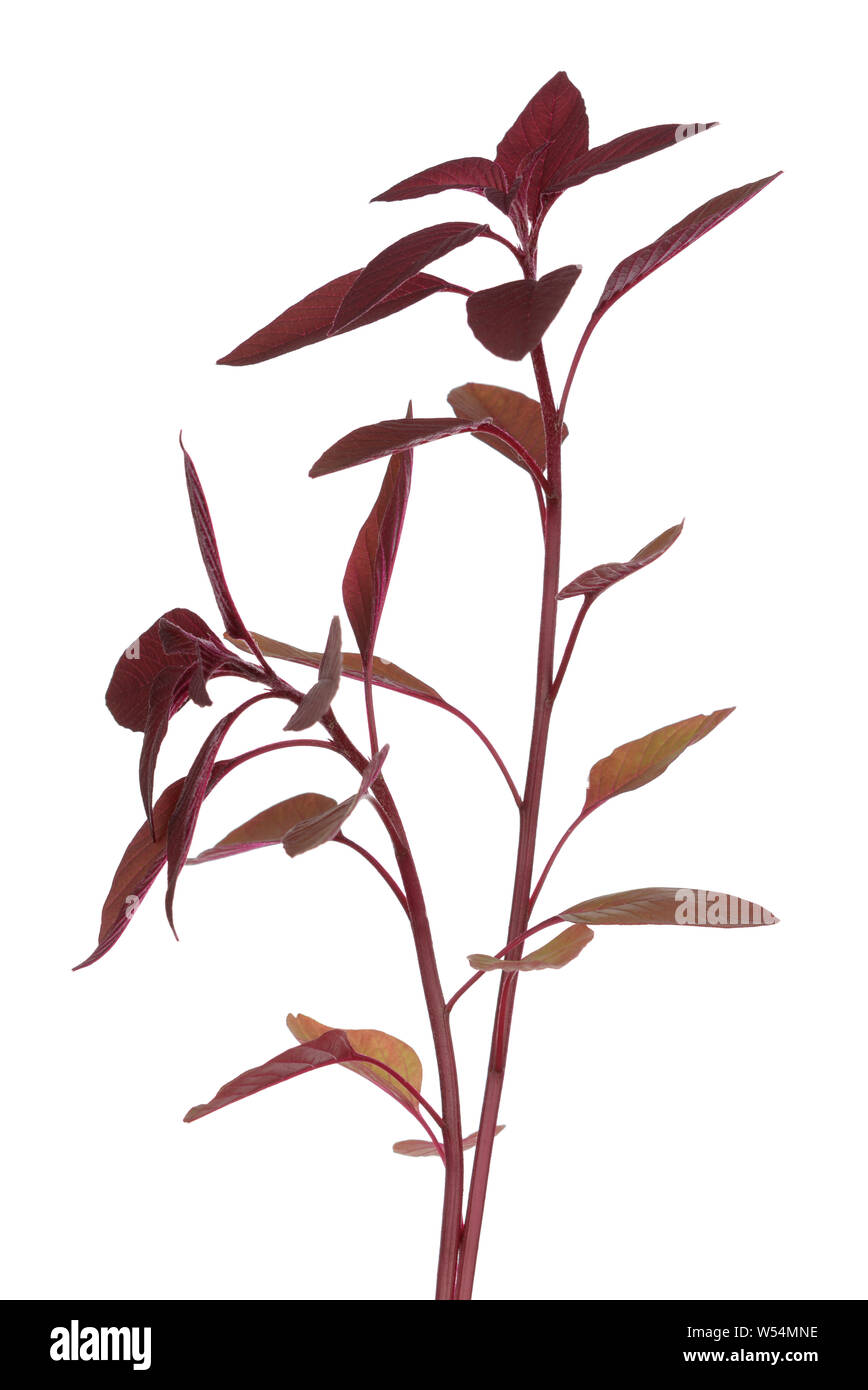 Purple Amaranth vegetable isolated on white Stock Photo - Alamy