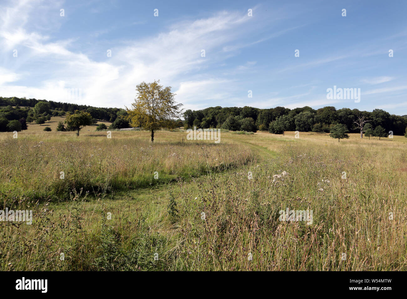 Wild grass meadow with solitary tree in the middle and trees on the ...