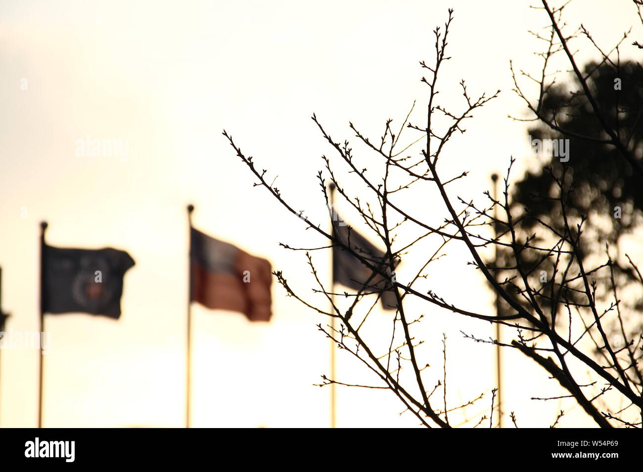A tree in front of some flags Stock Photo - Alamy