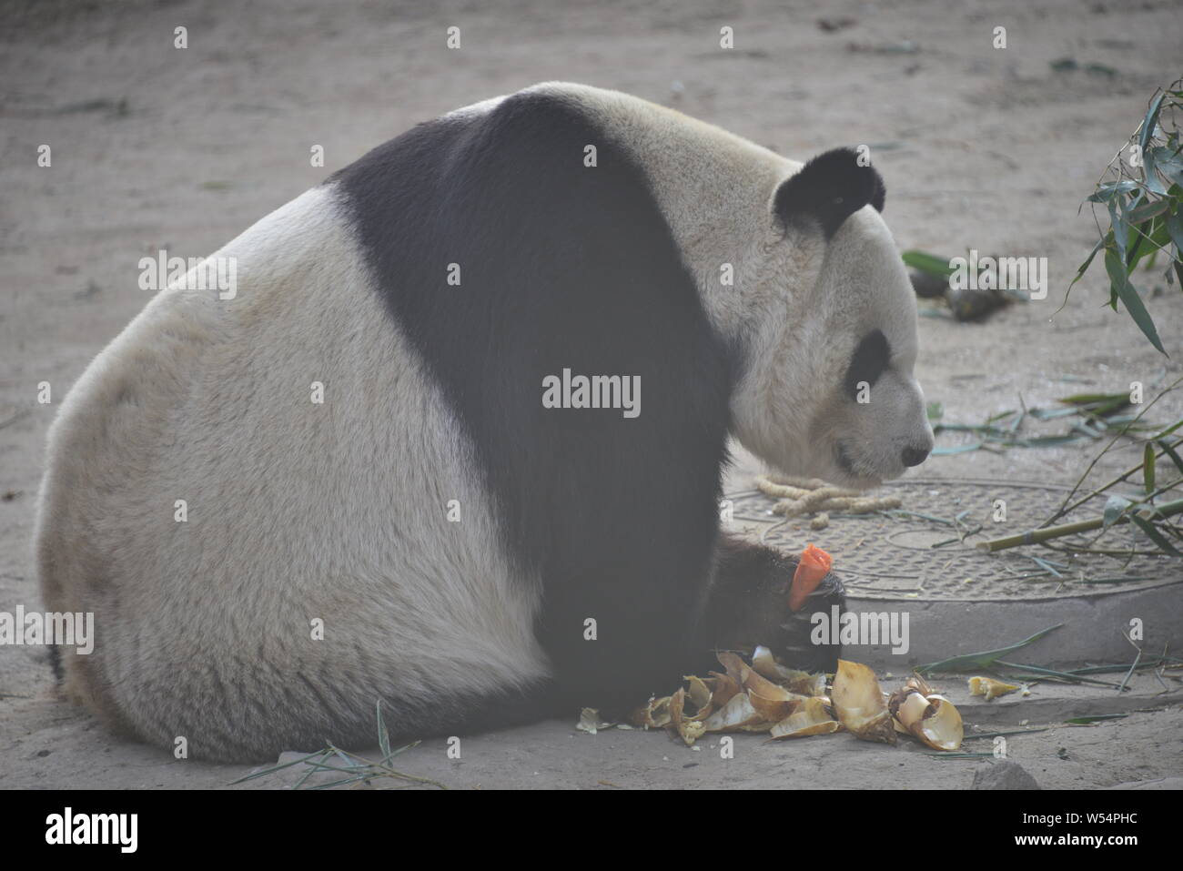 A giant panda eats carrots at Beijing zoo in Beijing, China, 10 January ...
