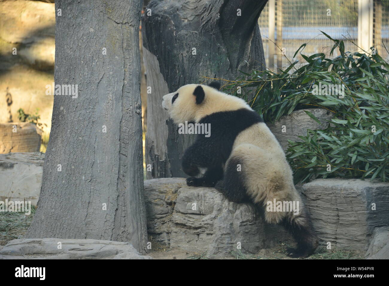 Giant panda PangDahai, or official name Fuxing, which means Lucky Star ...