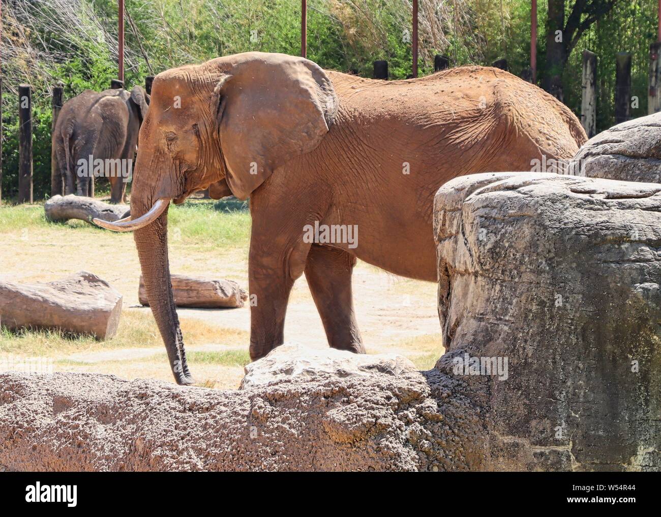 Beautiful elephant hi-res stock photography and images - Alamy