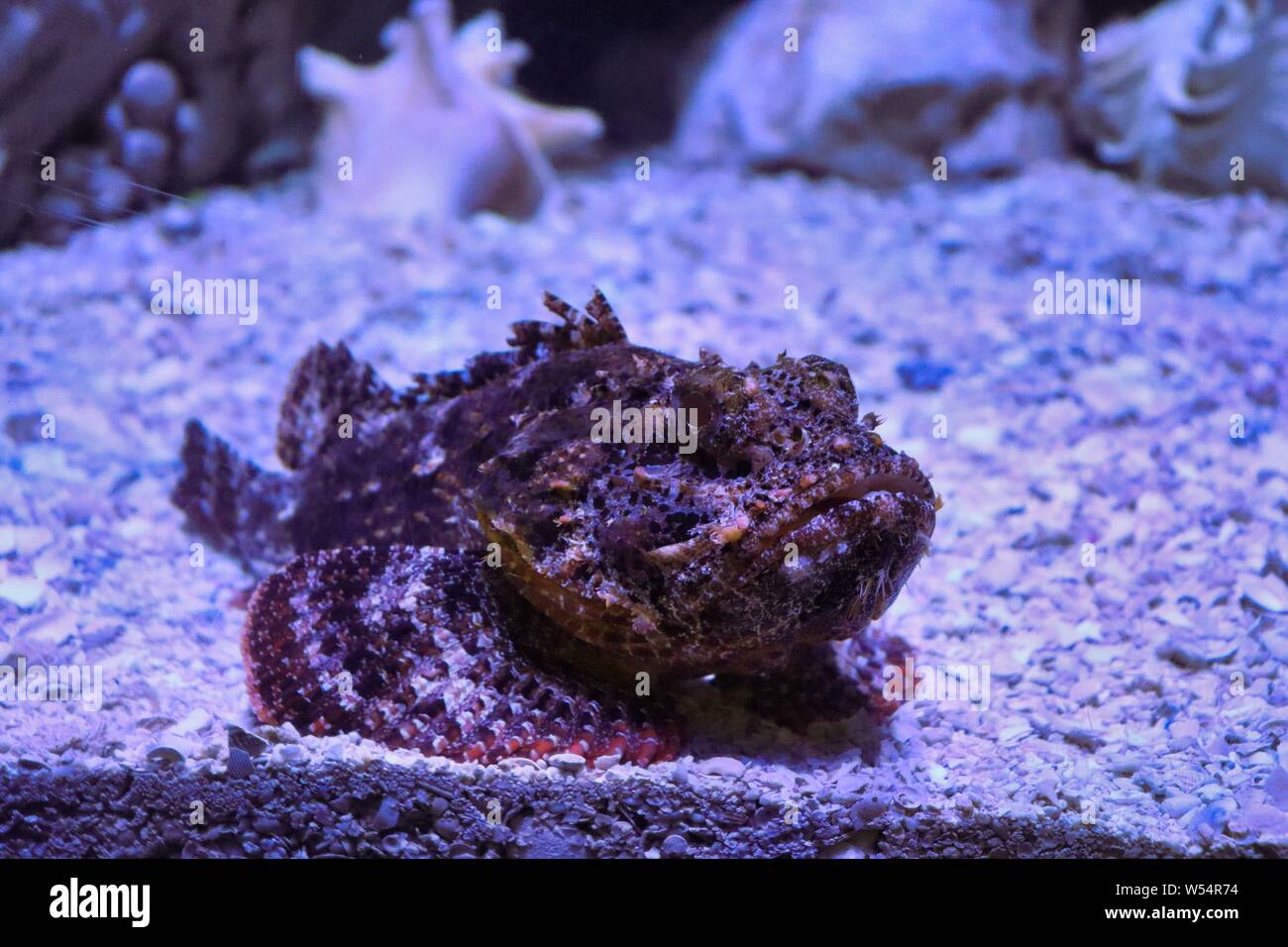 Spotted scorpion fish Stock Photo - Alamy