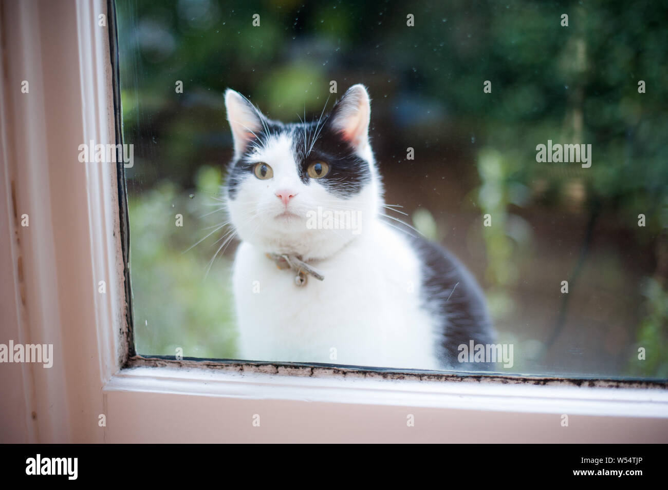 cat looking in through window Stock Photo - Alamy