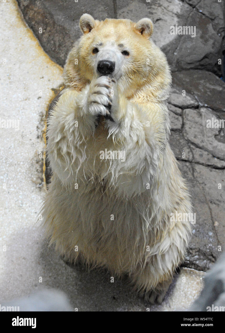 A polar bear makes a bow with hands folded in front to send New Year ...