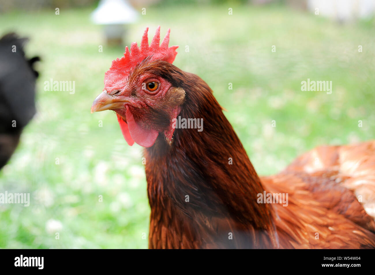 Hen show hi-res stock photography and images - Alamy