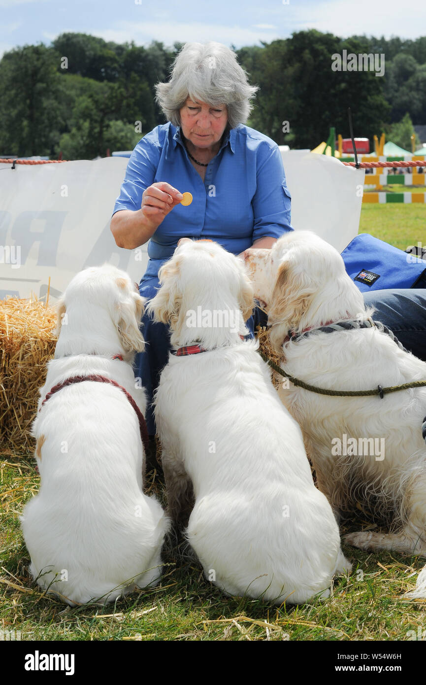 Woman with three dogs hi-res stock photography and images - Alamy