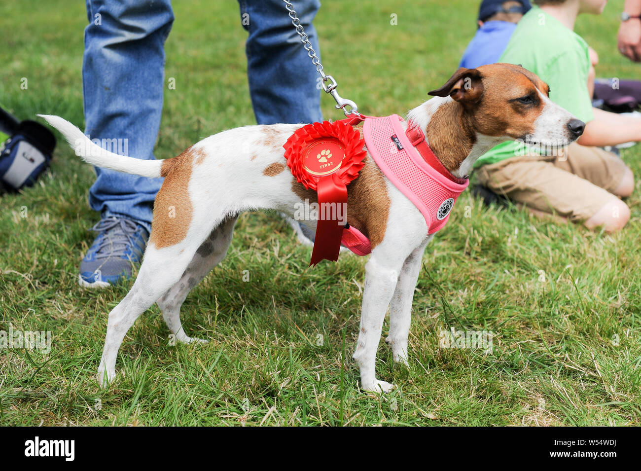 Dog with red rosette at outdoor dog show Stock Photo - Alamy