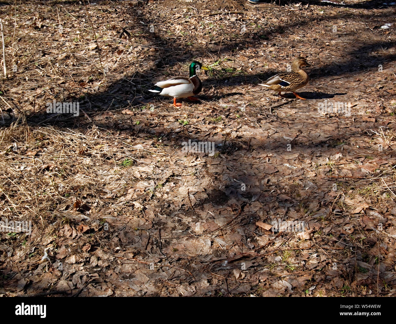 Duckling early spring hi-res stock photography and images - Alamy