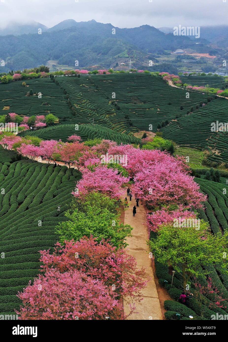 Aerial view of the cherry trees are in full blossoms with the enormous ...