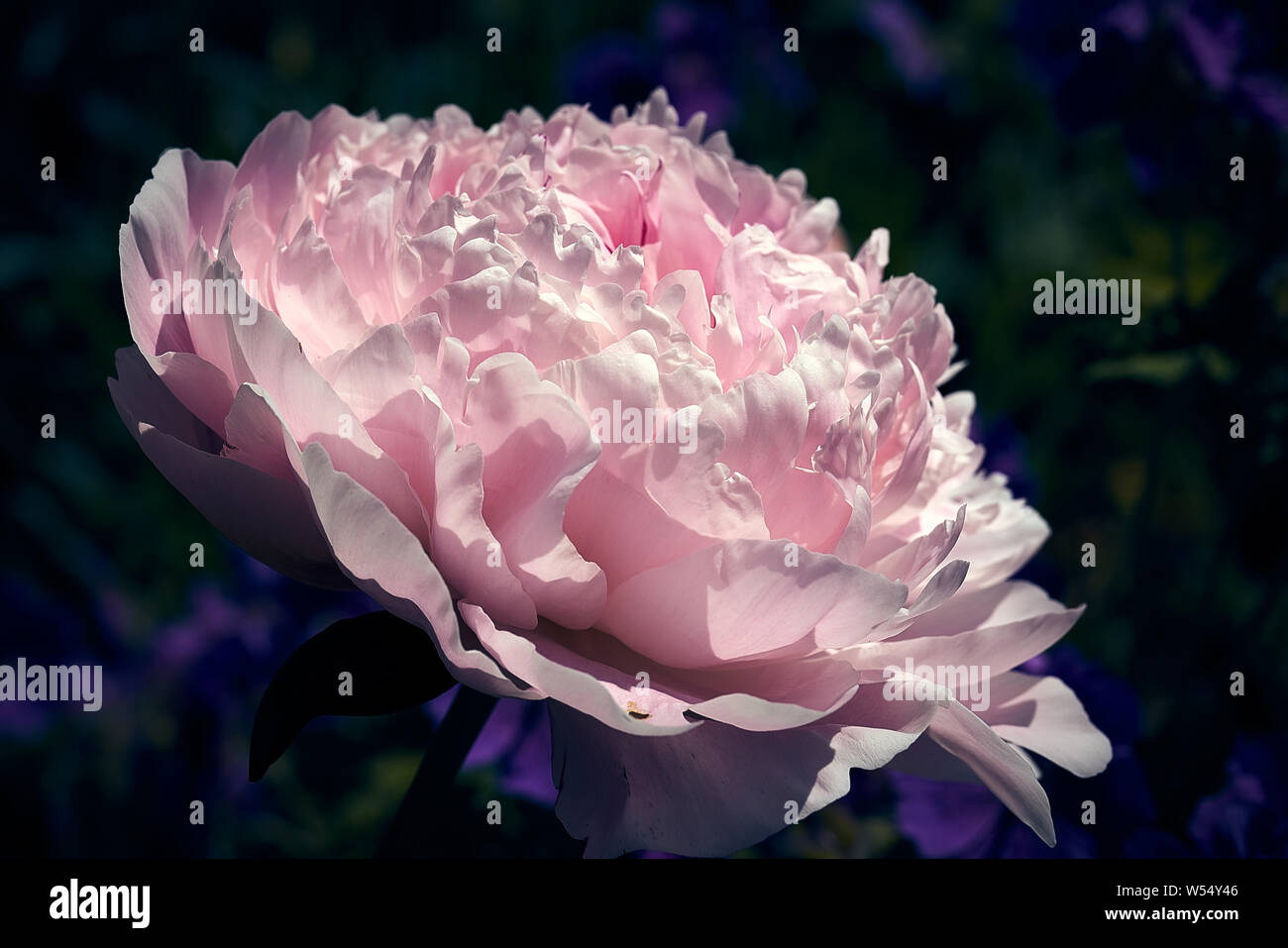 Viva pink hi-res stock photography and images - Alamy