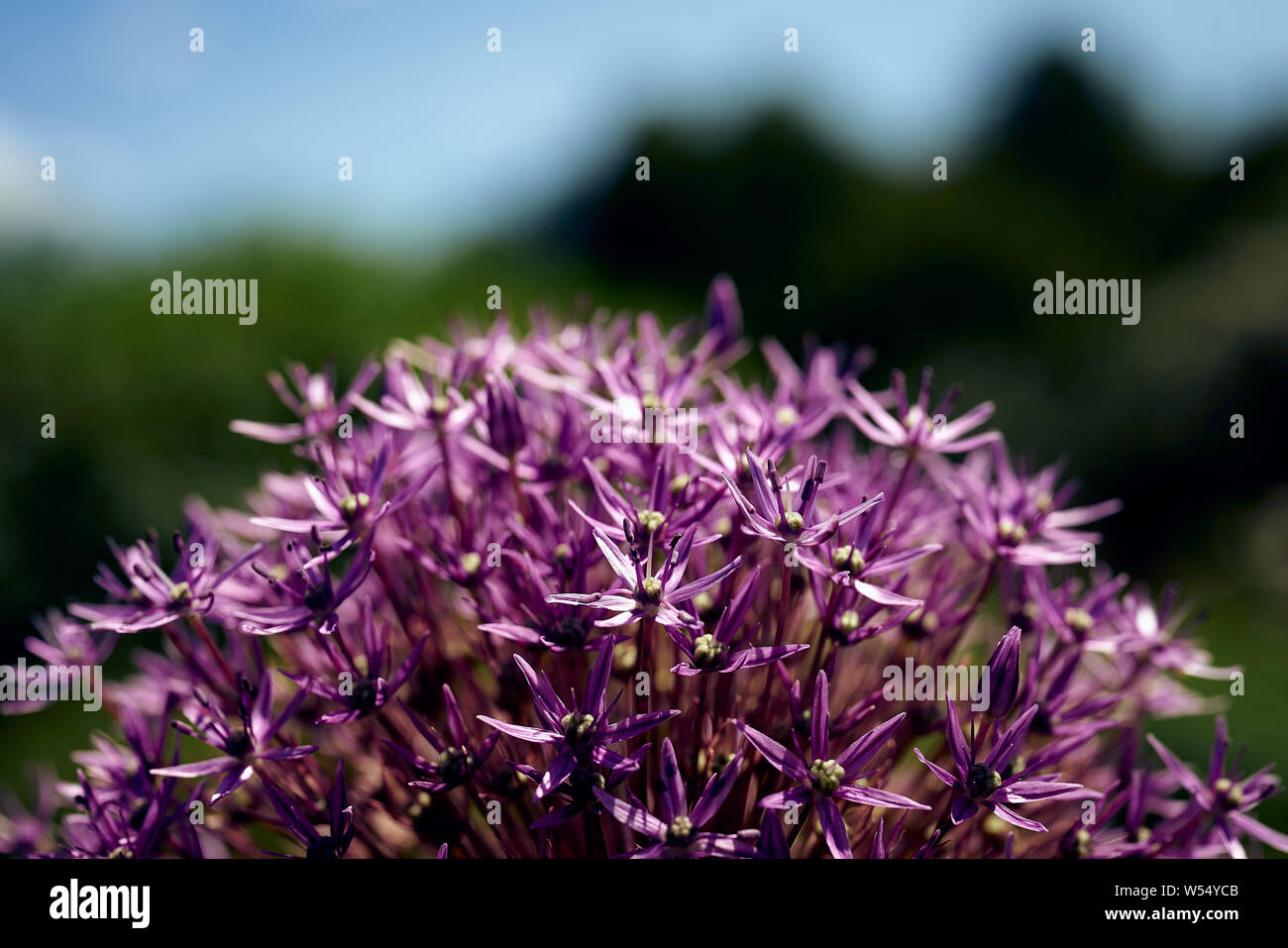 Viva purple hi-res stock photography and images - Alamy
