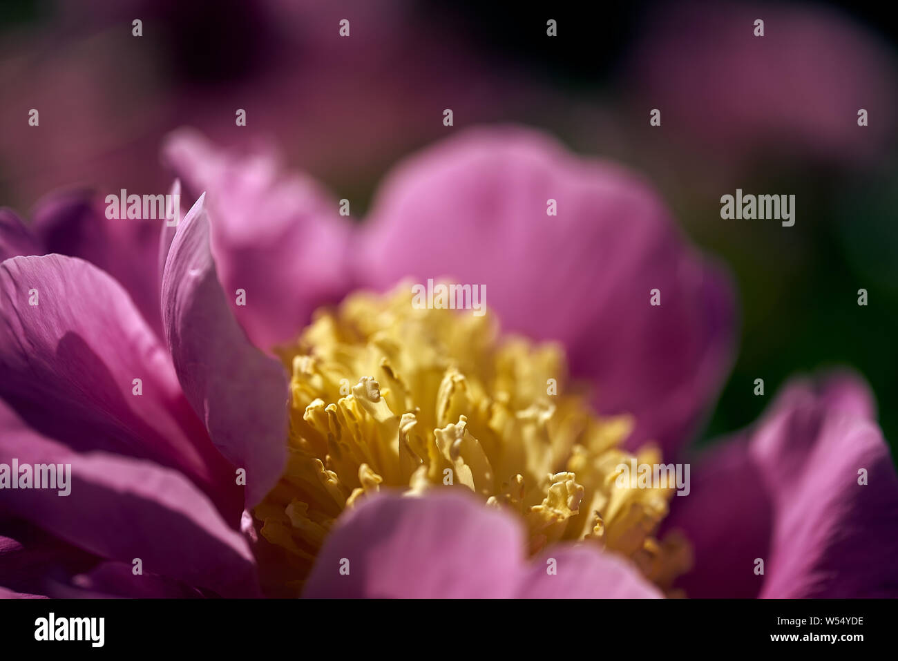 Viva pink hi-res stock photography and images - Alamy