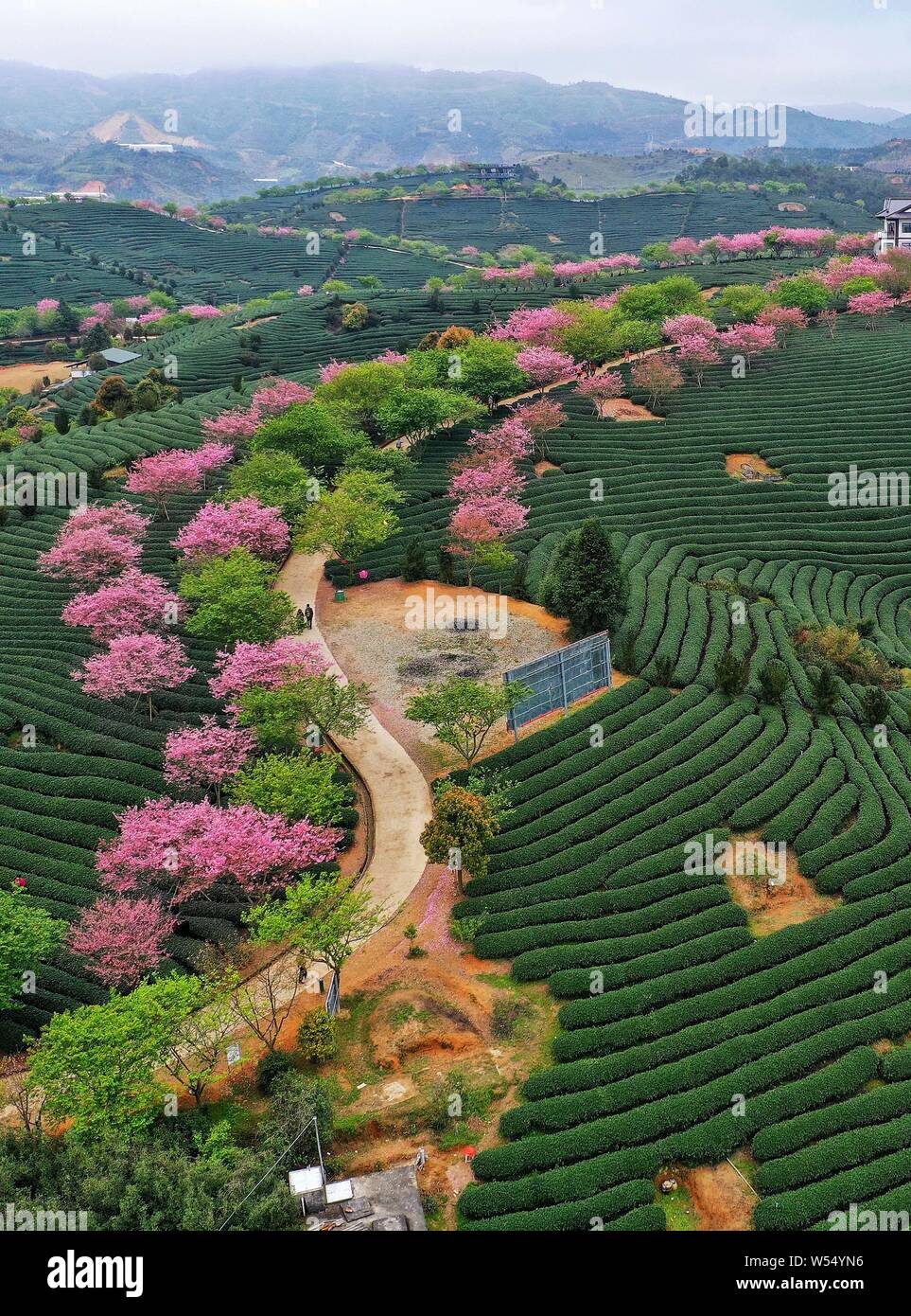 Aerial view of the cherry trees are in full blossoms with the enormous ...