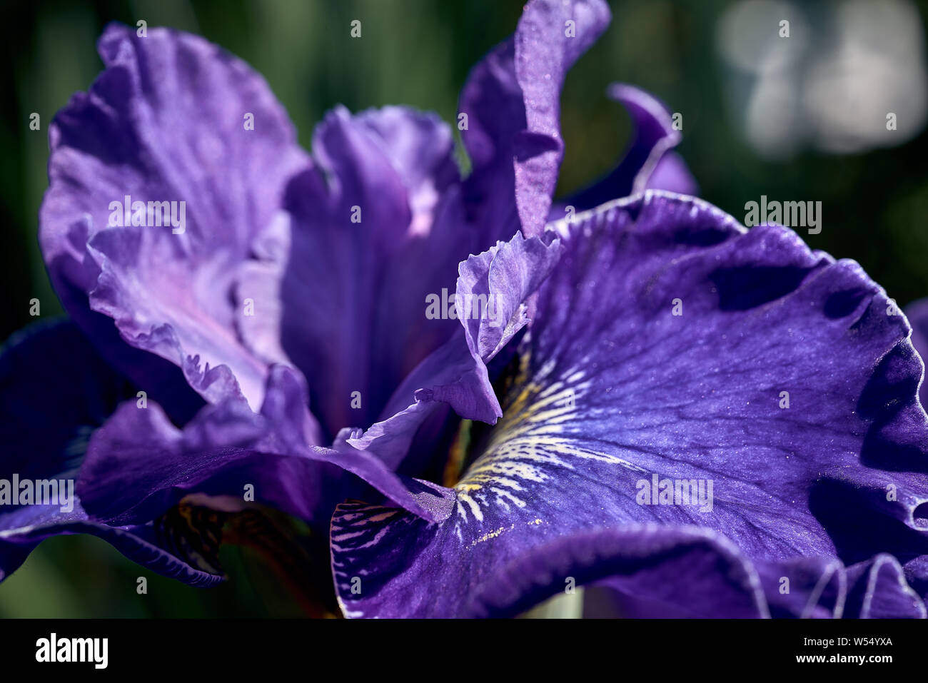 Viva purple hi-res stock photography and images - Alamy