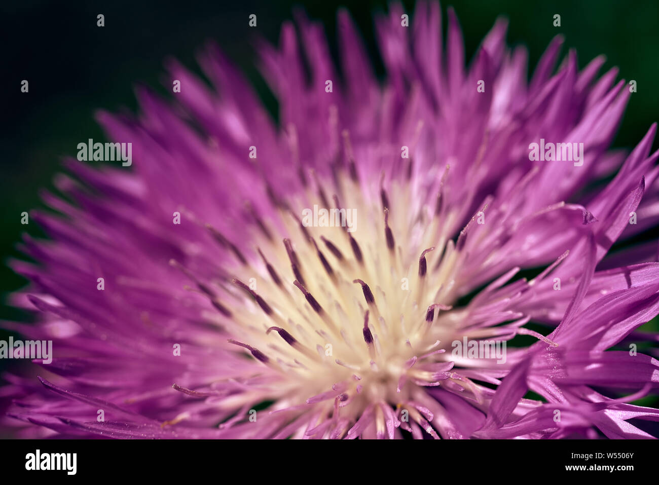 Viva pink hi-res stock photography and images - Alamy