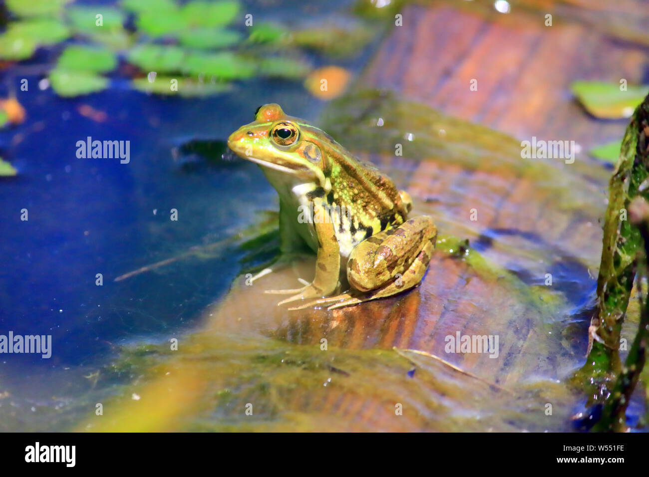 @lakelife hi-res stock photography and images - Alamy