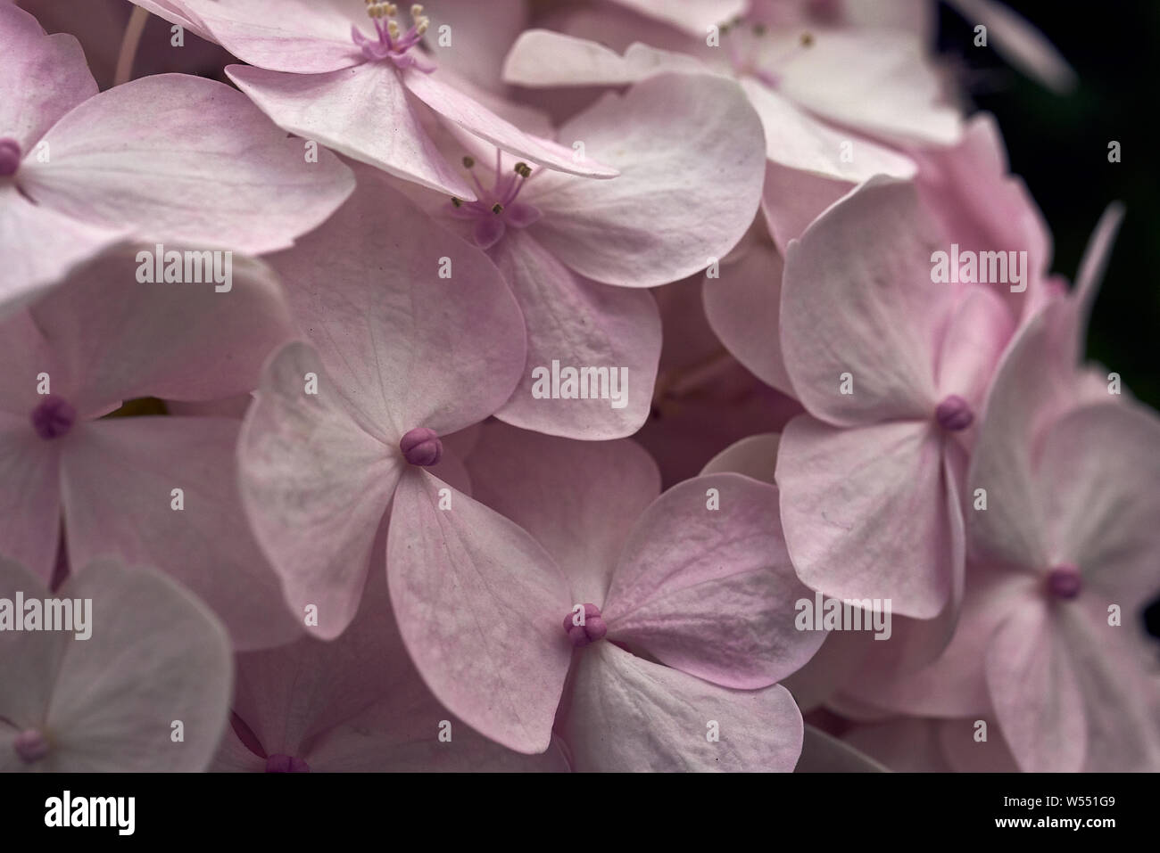 Viva purple hi-res stock photography and images - Alamy