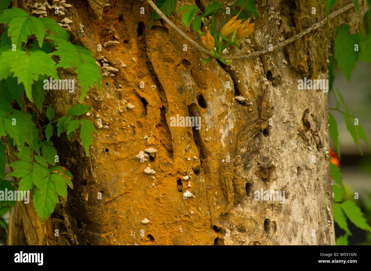 worm hole in the tree Stock Photo - Alamy