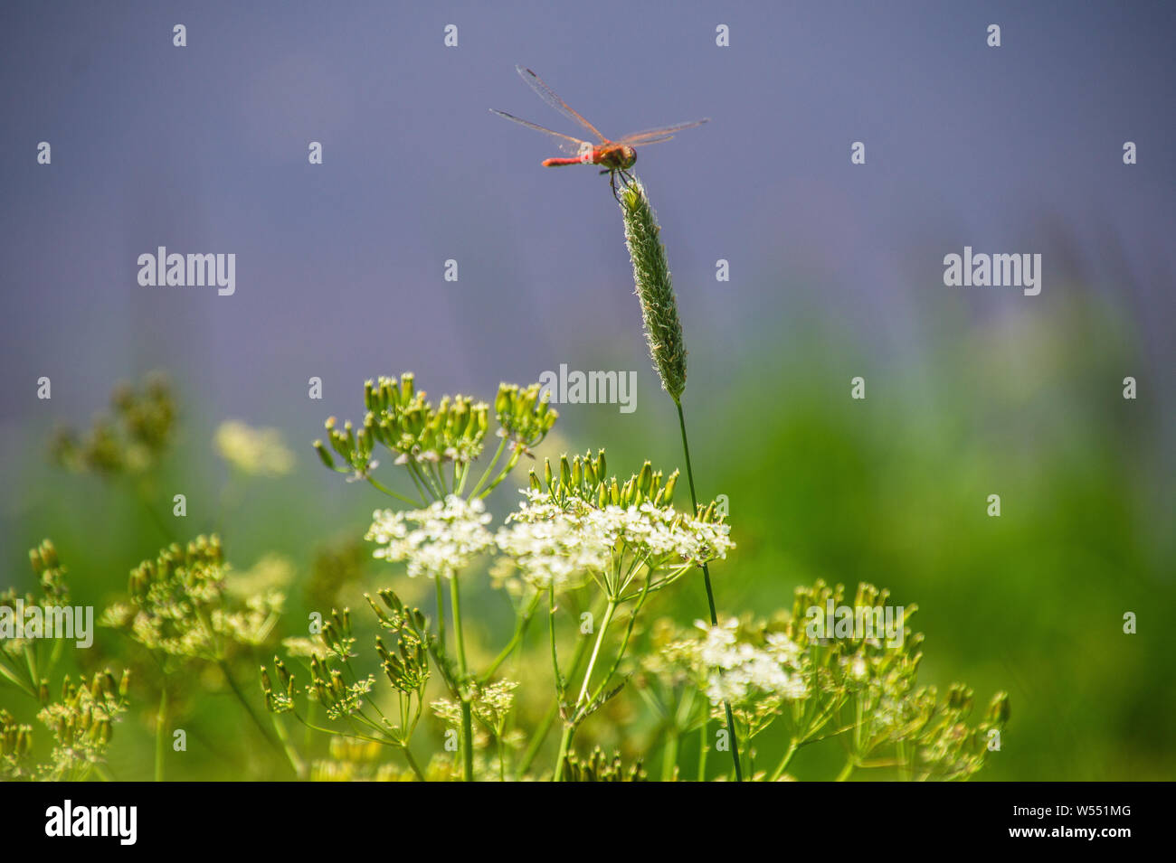 Calopteryx splendens of lake of godivelle in puy de dome in france Stock Photo - Alamy