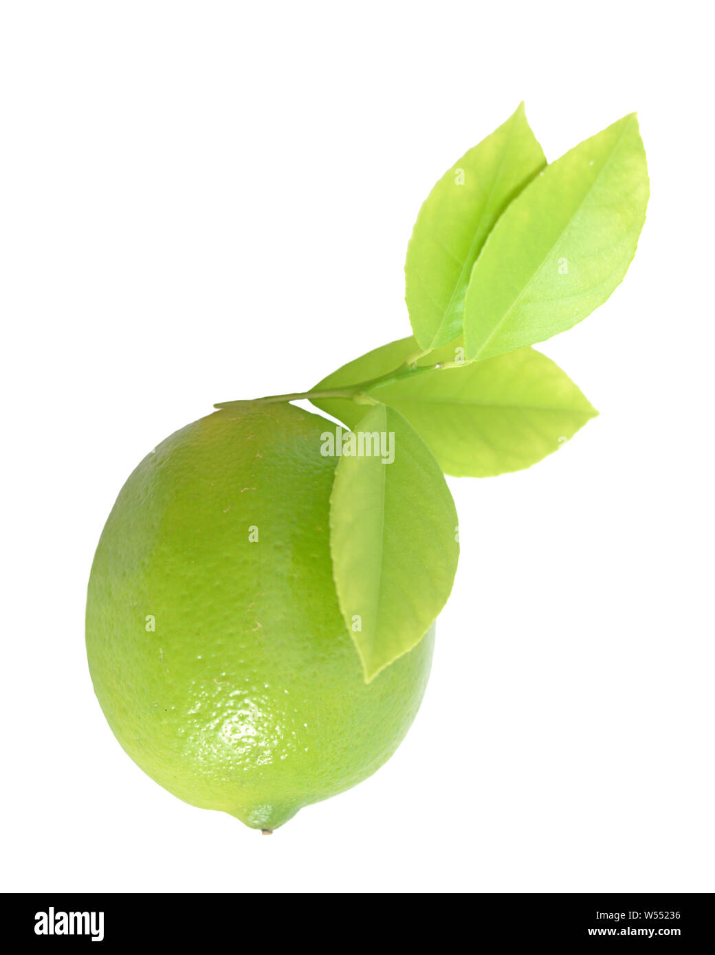Single lime and leaves isolated on white Stock Photo - Alamy