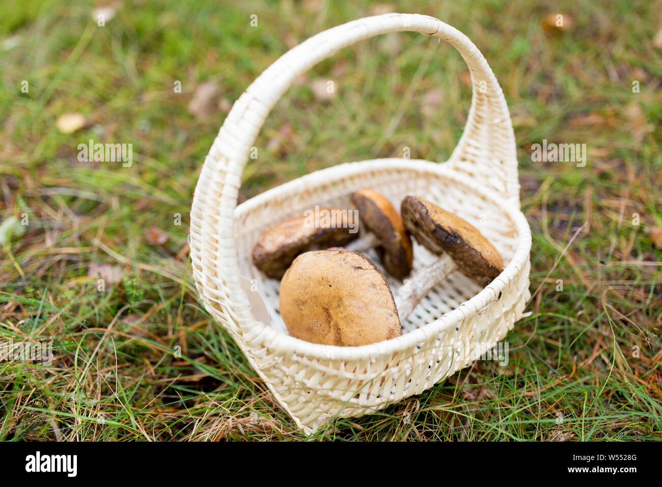 Basket fungus harvest hi-res stock photography and images - Alamy