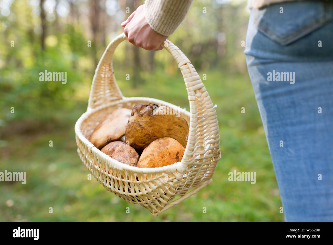 Picking mushrooms in forest close hi-res stock photography and images ...