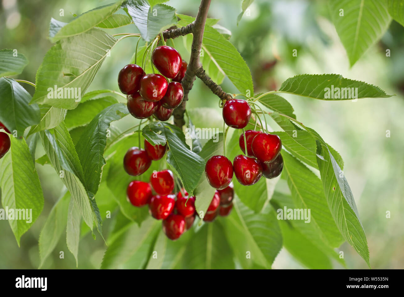 Cherry, red ripe cherries on a tree branch Stock Photo - Alamy