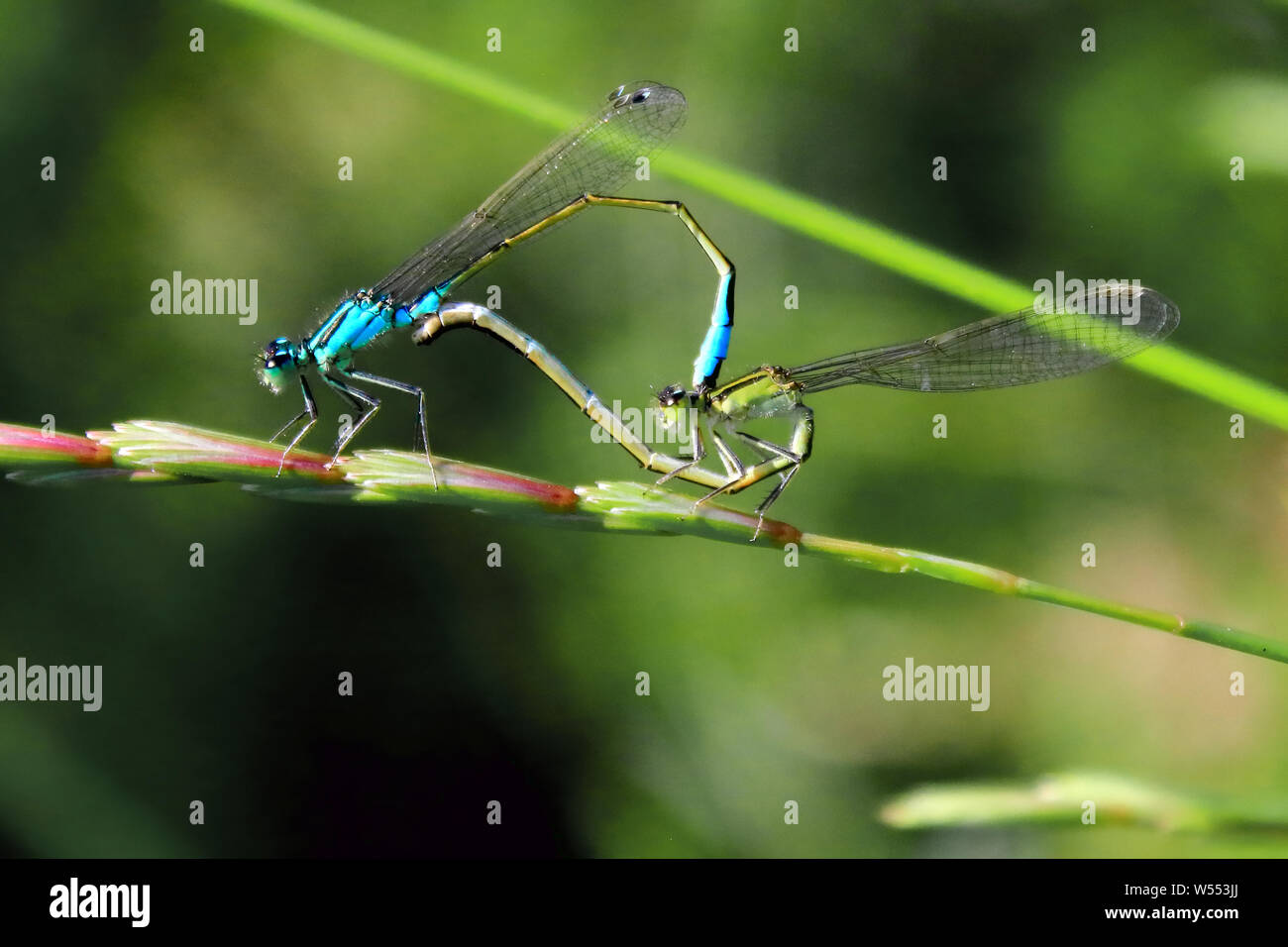 Small world of insects Stock Photo - Alamy