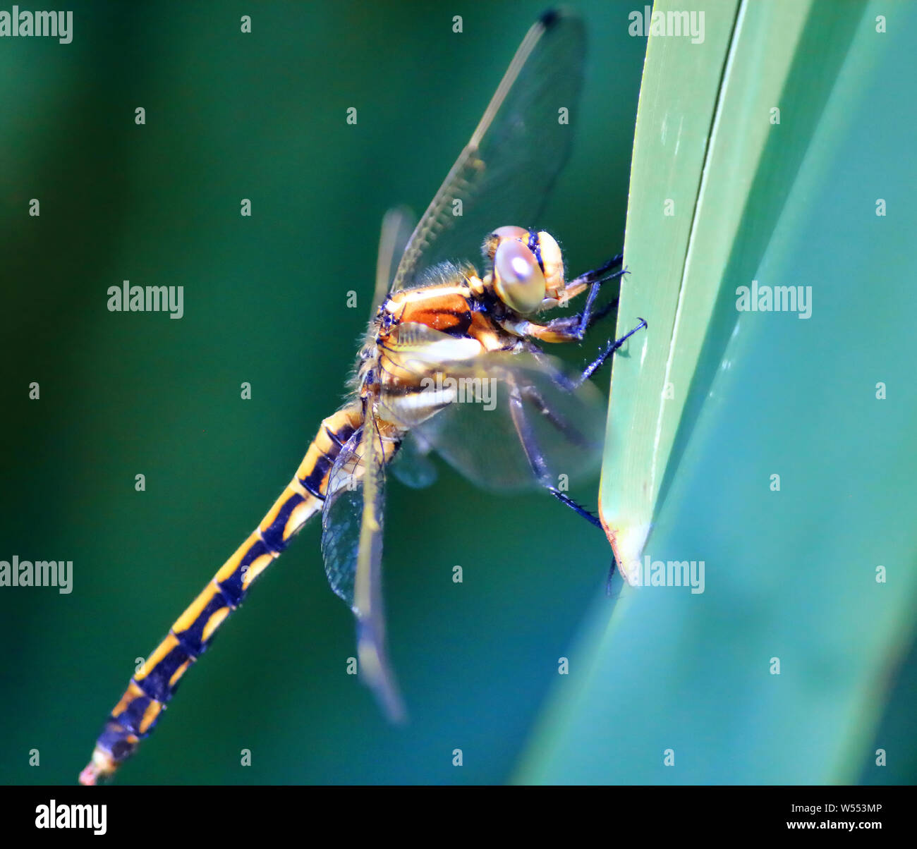 The Small World Of Insects High Resolution Stock Photography and Images ...