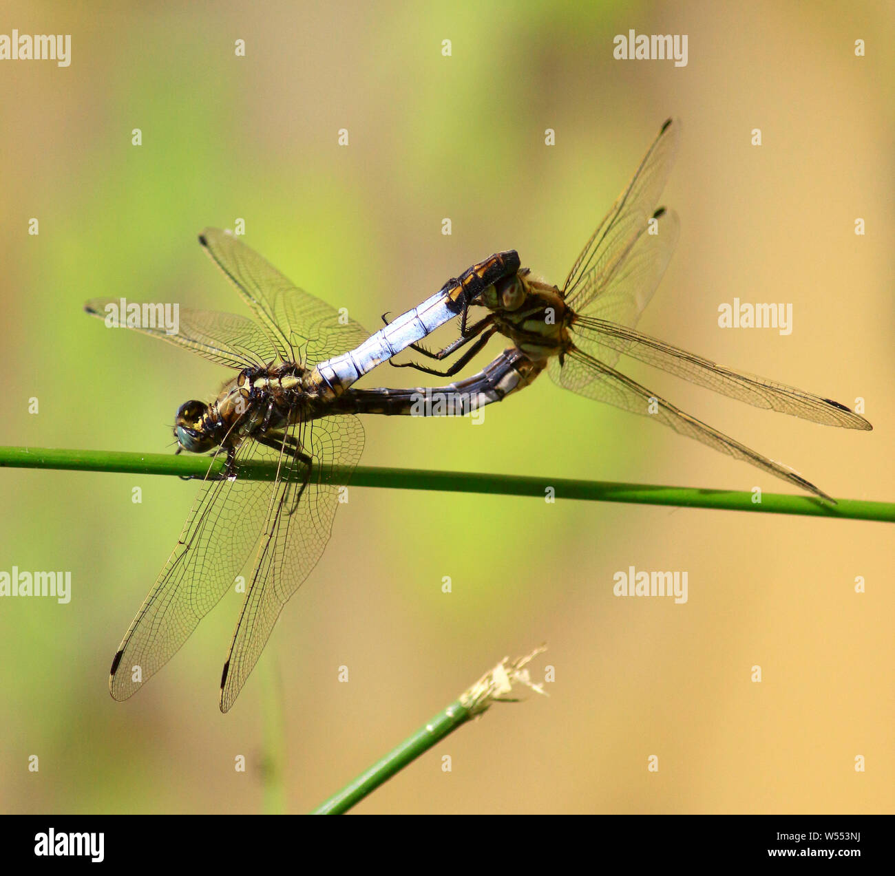 The Smallest Insect In The World