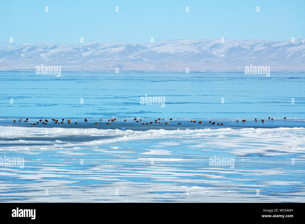 --FILE--Scenery of the Qinghai Lake, China's largest inland saltwater ...