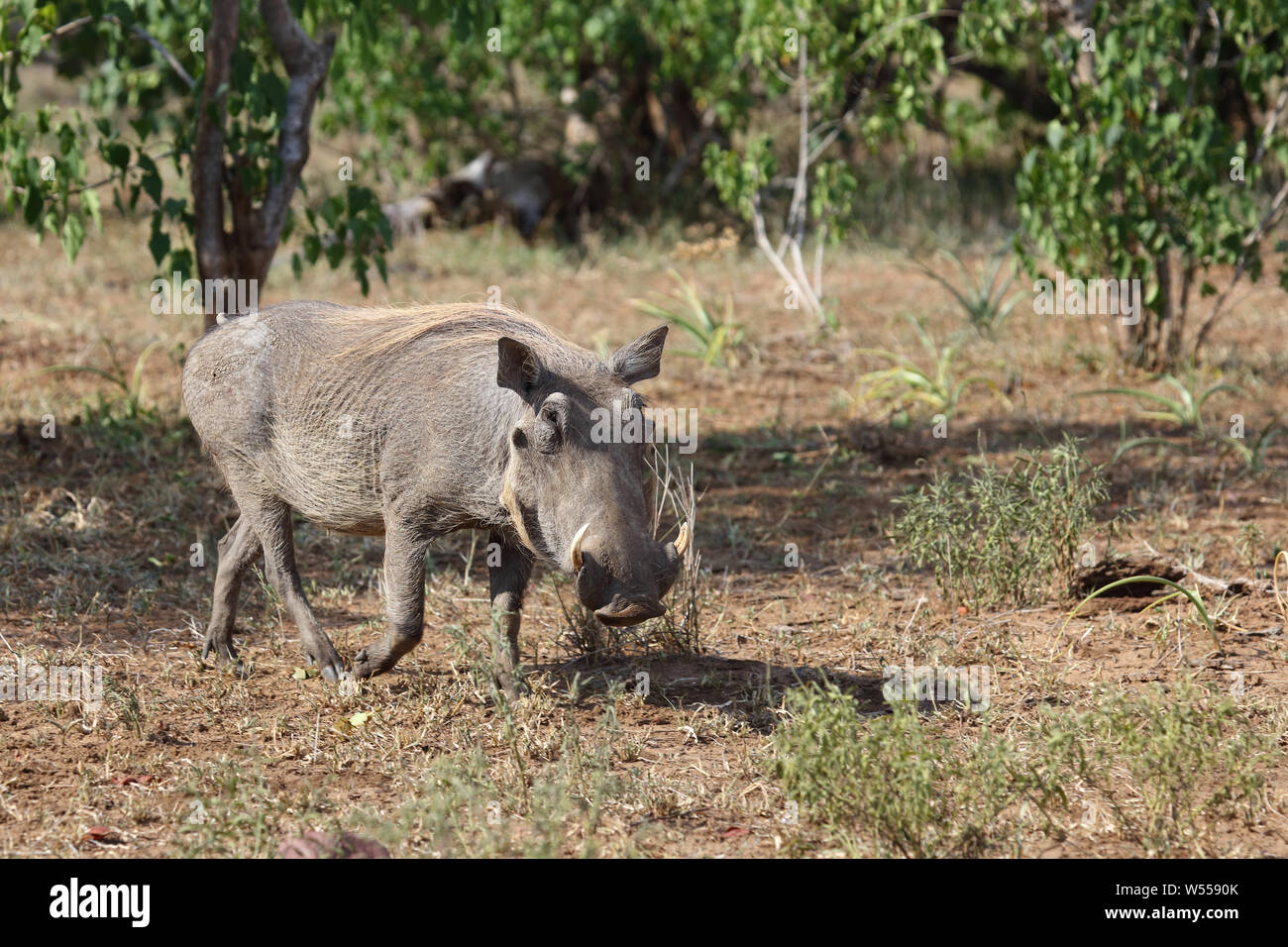 Warzenschwein / Warthog / Phacochoerus africanus Stock Photo - Alamy