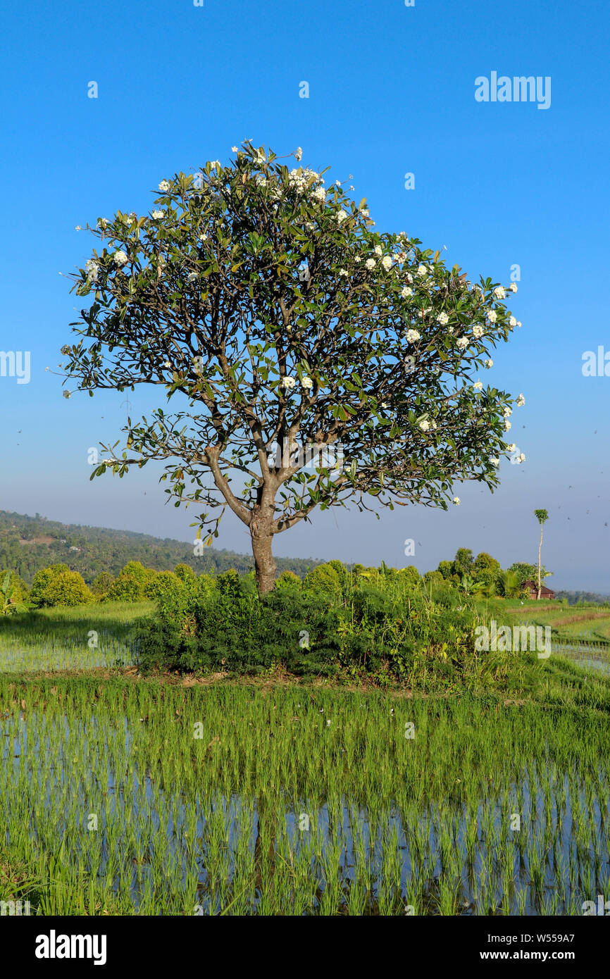 Blooming Plumeria tree with white and yellow flowers in paddy fields ...