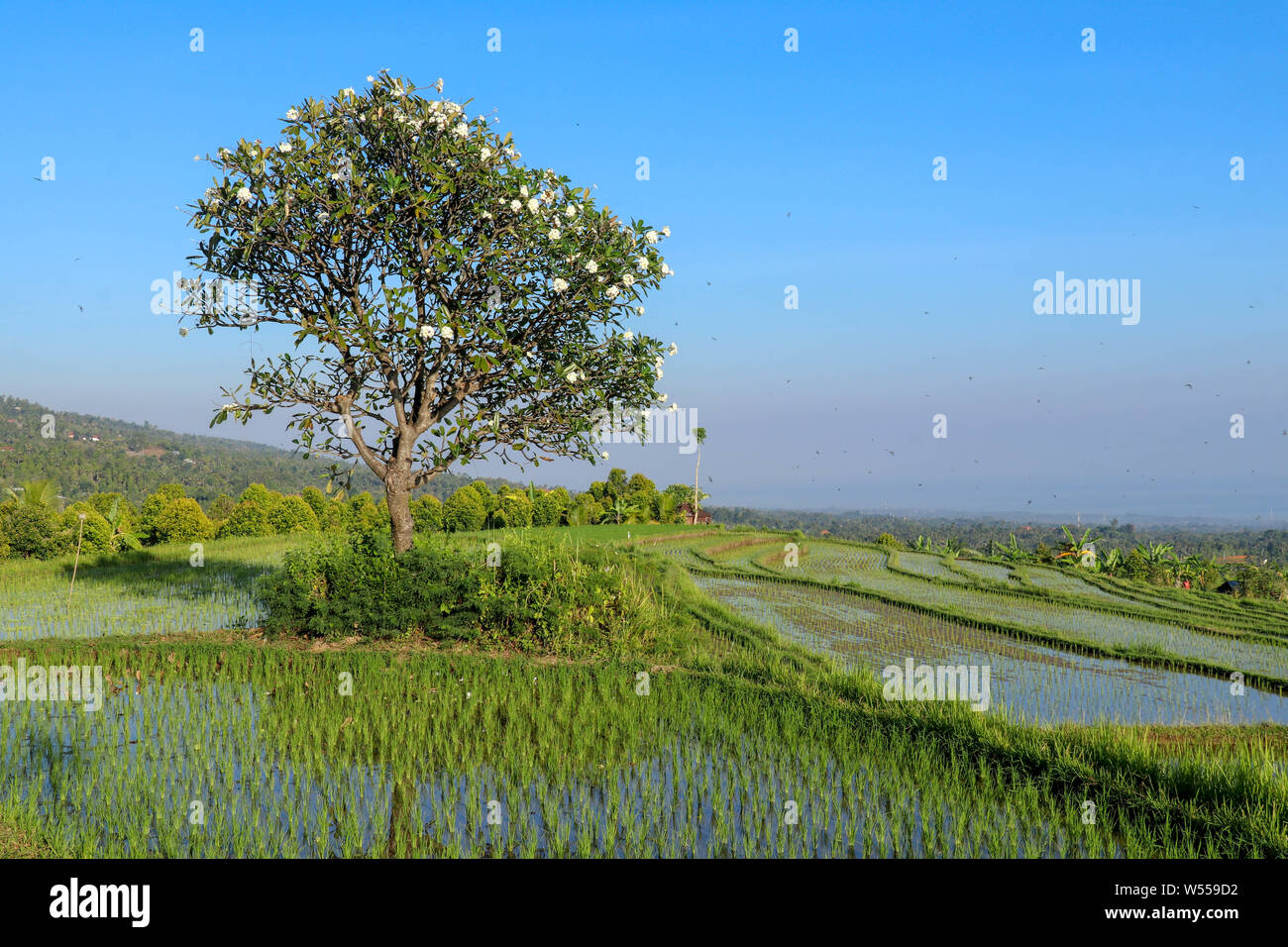 Blooming Plumeria tree with white and yellow flowers in paddy fields ...