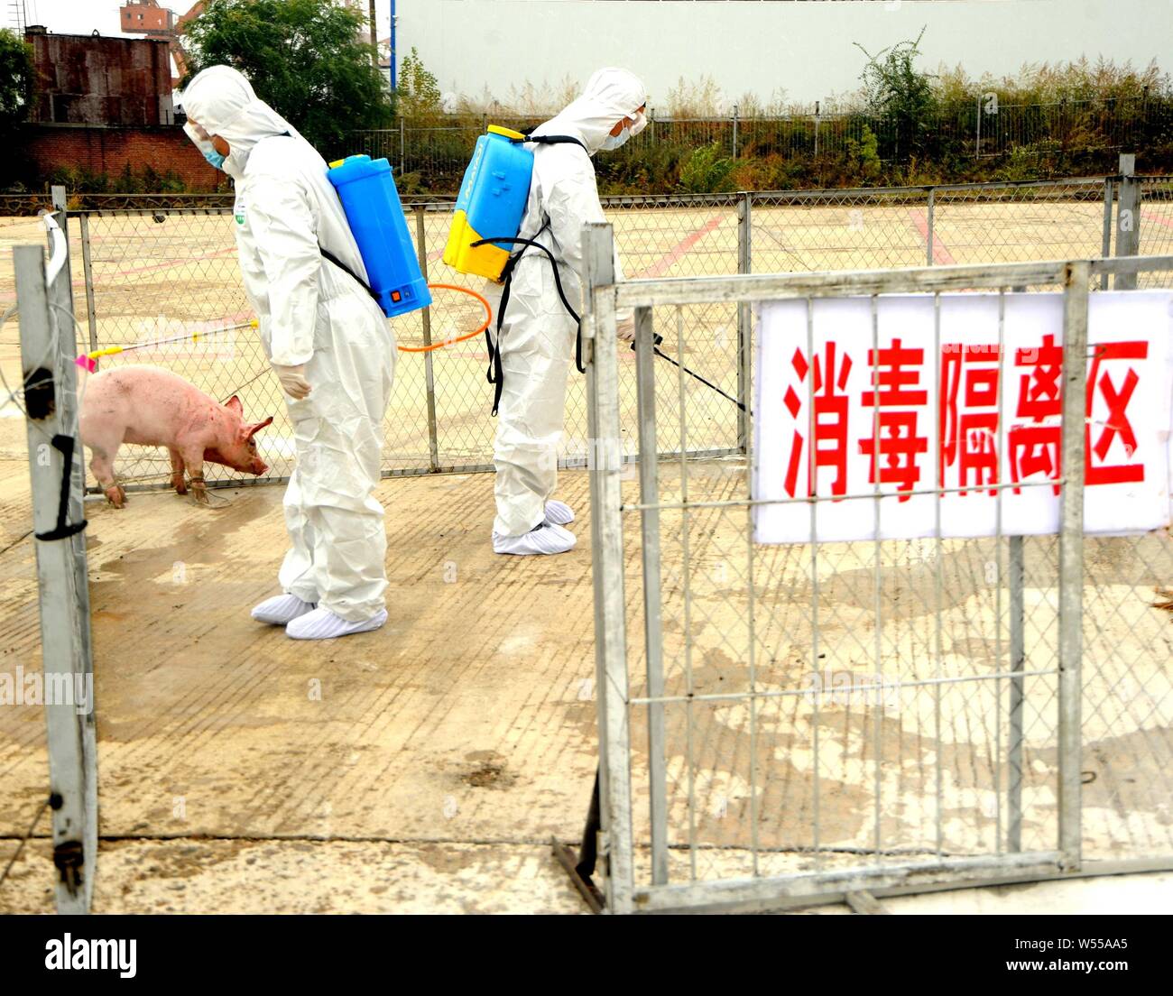 --FILE--Chinese workers spray disinfectant to against African swine ...