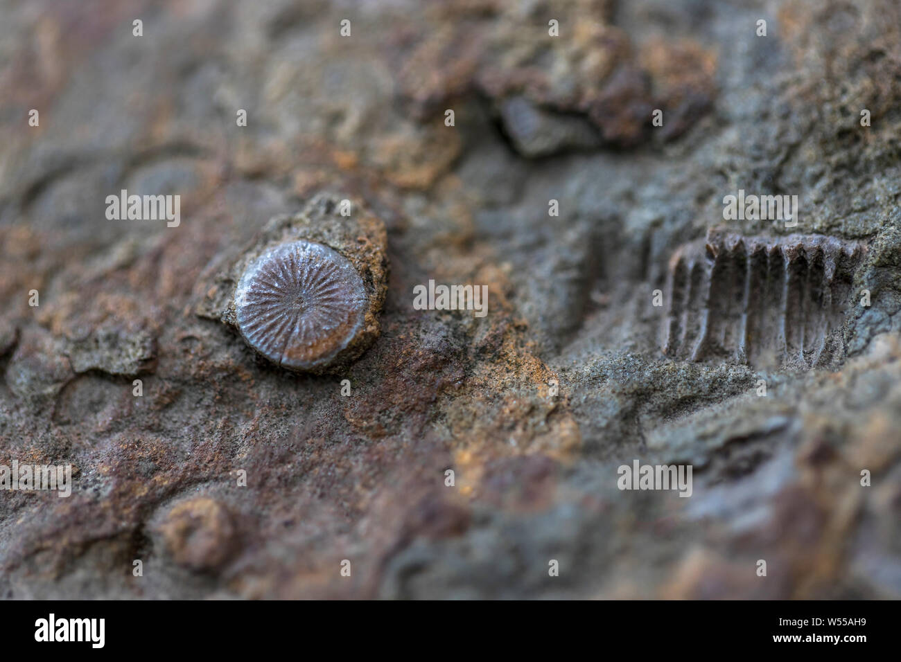 fossils stone background Stock Photo - Alamy