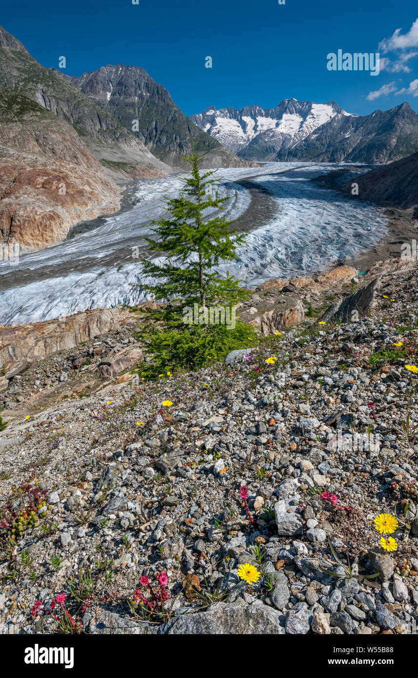 Berge gletscher blumen hi-res stock photography and images - Alamy