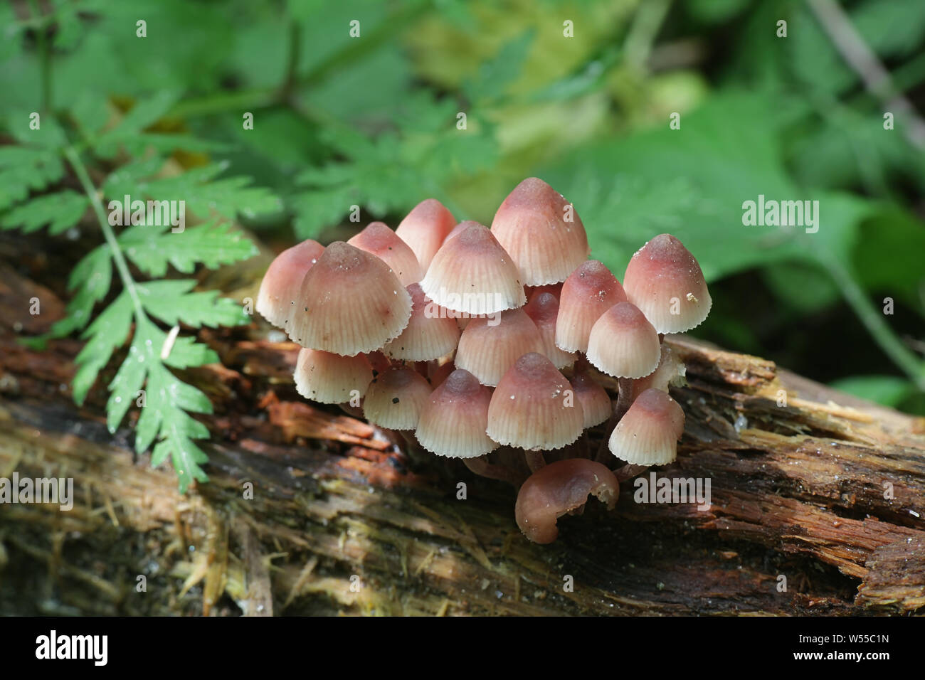 Mycena haematopus, commonly known as the bleeding fairy helmet, the ...