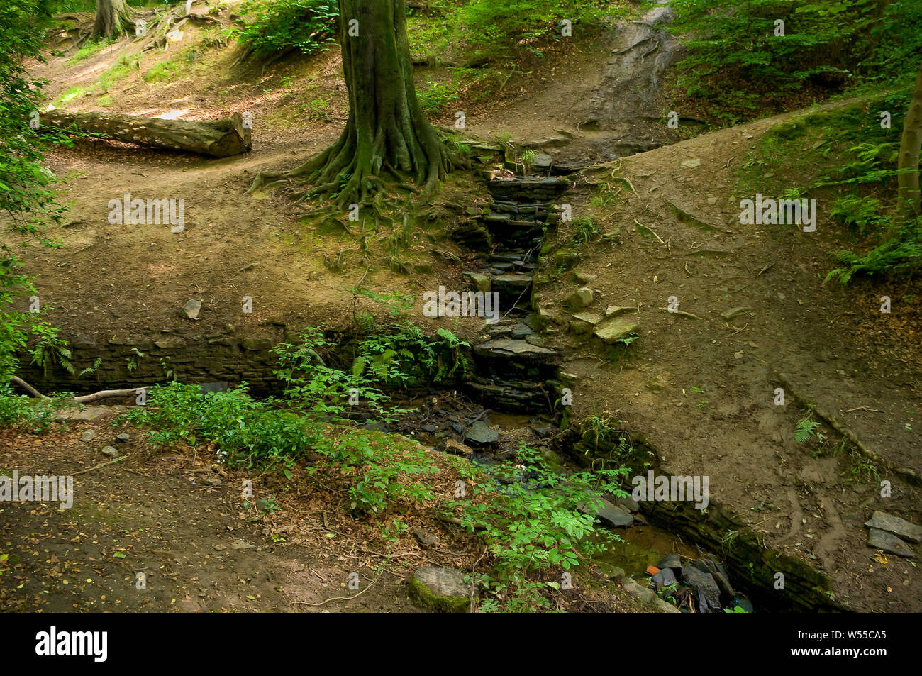 Scene in Cobnar Wood within Graves Park, Sheffield, with a small stream ...