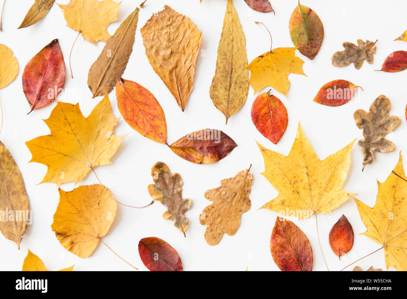 dry fallen autumn leaves on white background Stock Photo - Alamy