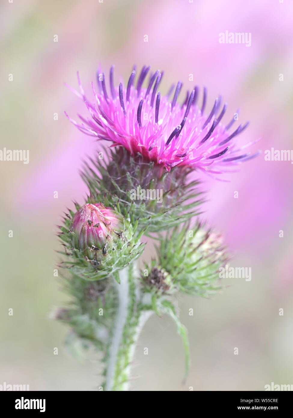 Curly plumeless thistle hi-res stock photography and images - Alamy