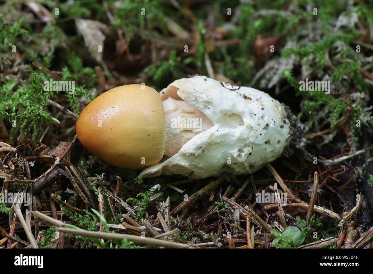Orange Grisette mushroom, known also as Saffron Ringless Amanita ...