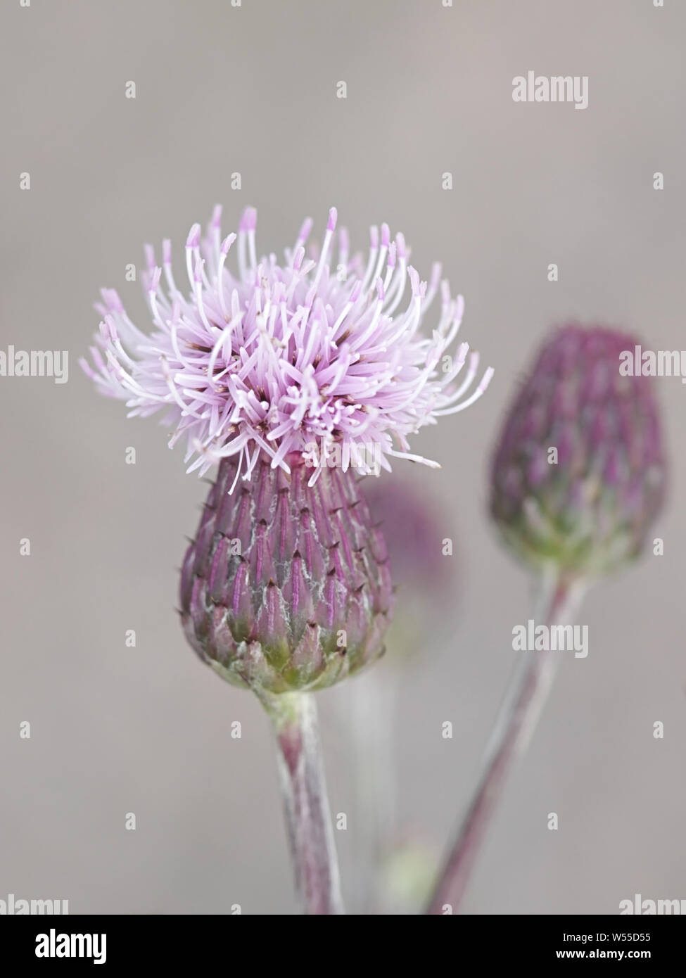 Cirsium arvense, known as the creeping thistle and various other names ...